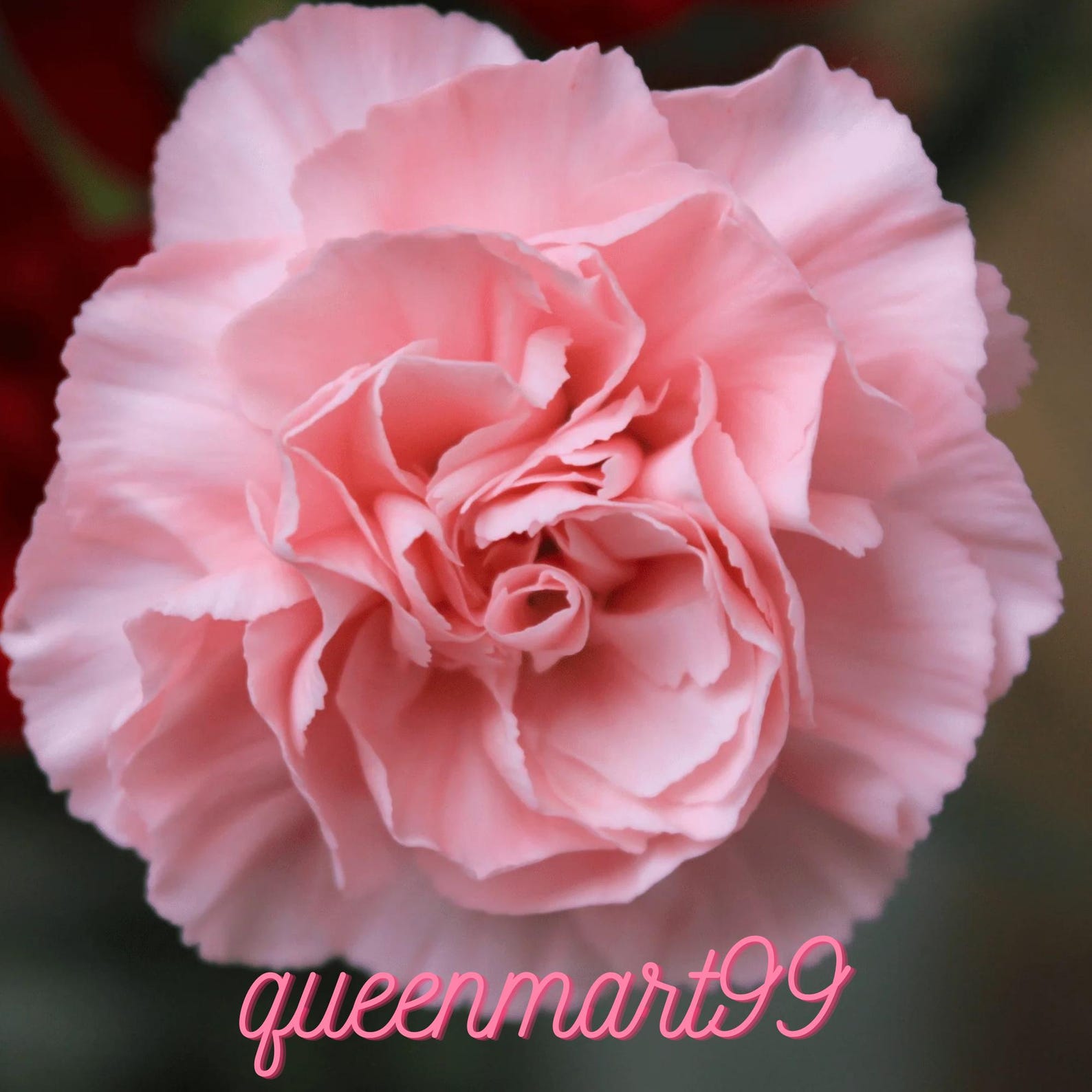 50 La France Carnation Seeds | Heirloom Non-gmo | Dianthus Caryophyllus ...
