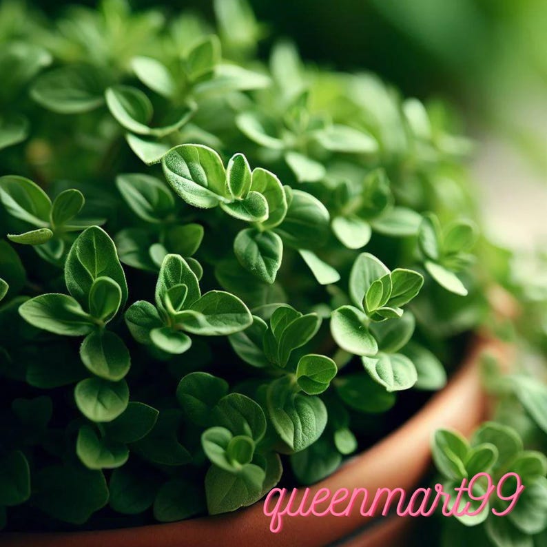 Sweet Marjoram Seeds 2000+ | Heirloom Herb | Non-gmo | Aromatic Garden ...