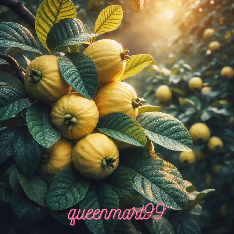 20 Sweet Guava Seeds | Psidium Guajava | Tropical Fruit Tree Seeds ...
