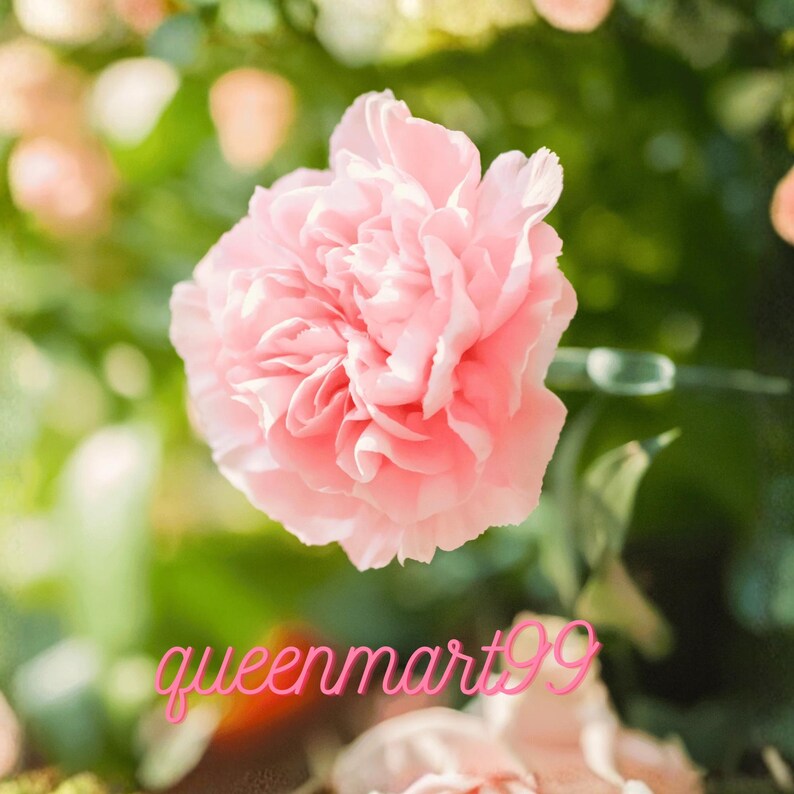 50 La France Carnation Seeds | Heirloom Non-gmo | Dianthus Caryophyllus ...