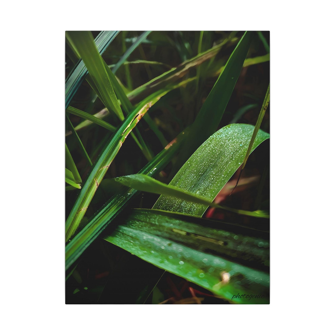 Dewy Green Grass Close-up Matte Canvas 18x24 - Etsy
