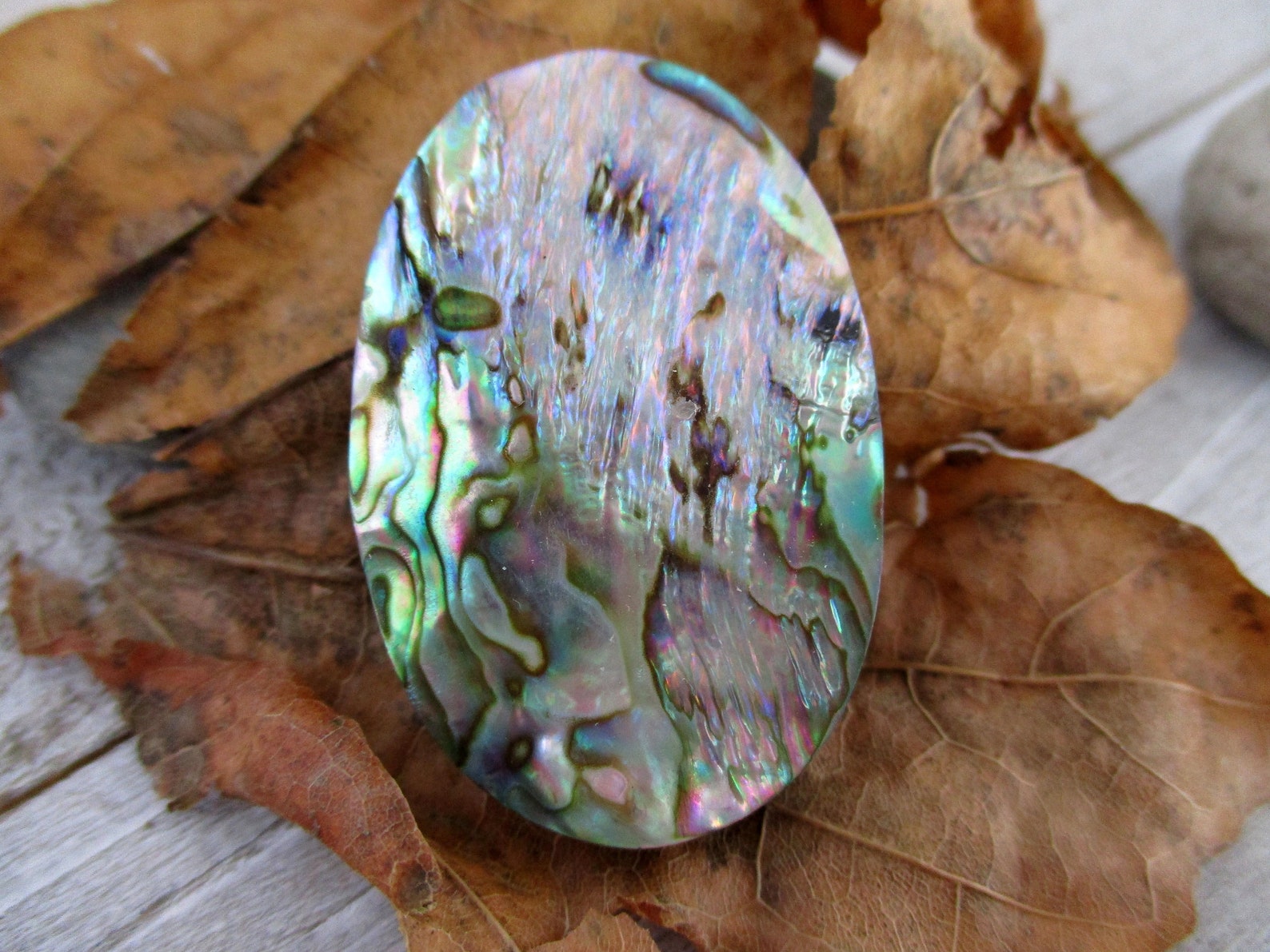 Natural Abalone Doublet Cabochon 39x24x6mm Paua Shell - Etsy Canada