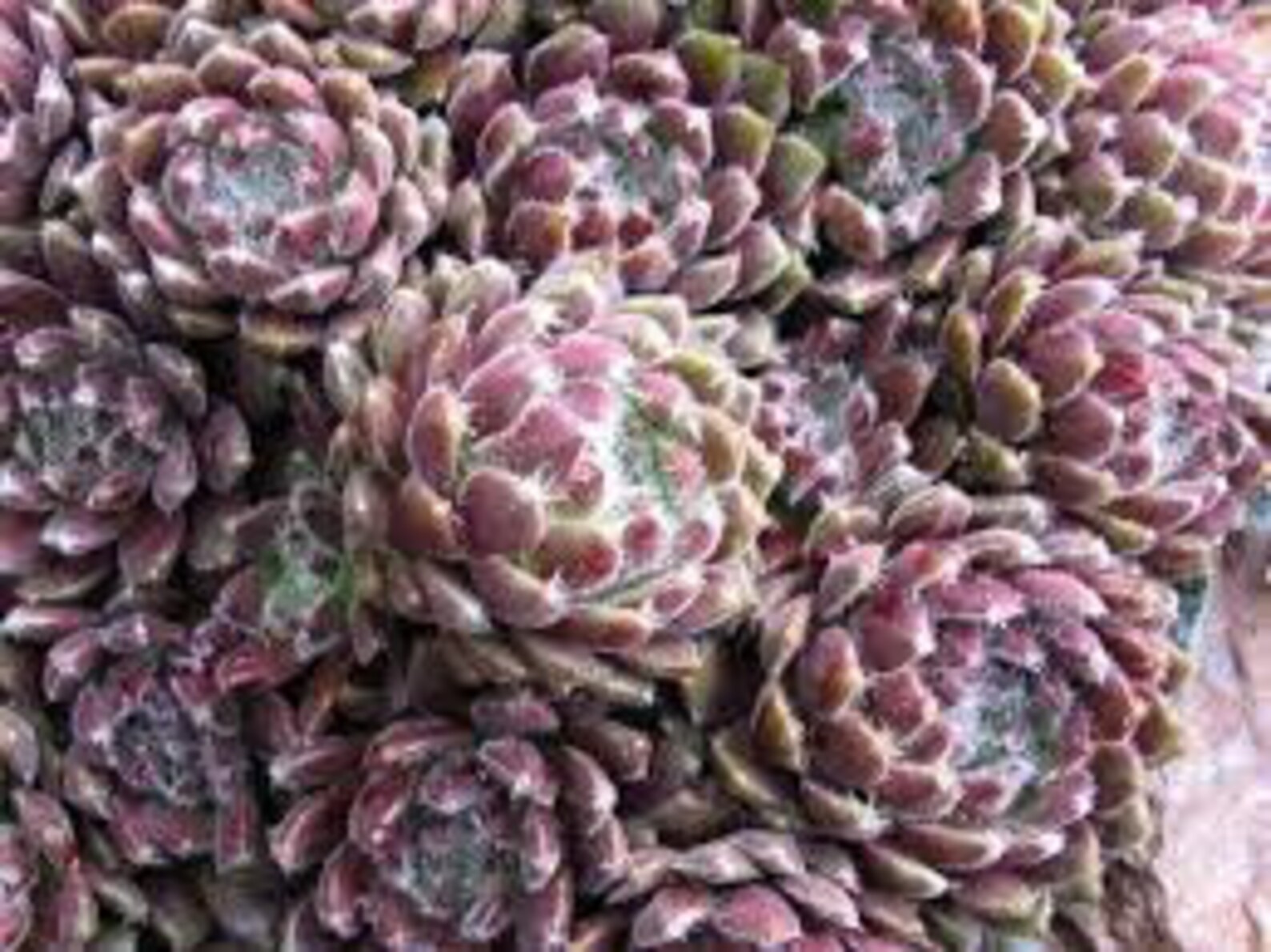 2.4mm Ball Chain ASHES OF ROSES Patina Greyed Rose Hand | Etsy