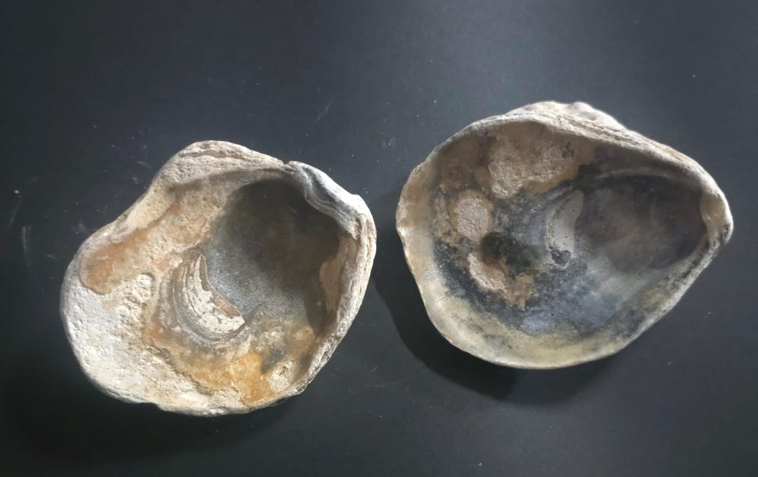 Twin Fossilised Oyster Cluster – Rare Natural Formation (set of 2)” - Etsy