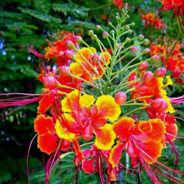 Aonoya Seeds - Etsy Canada