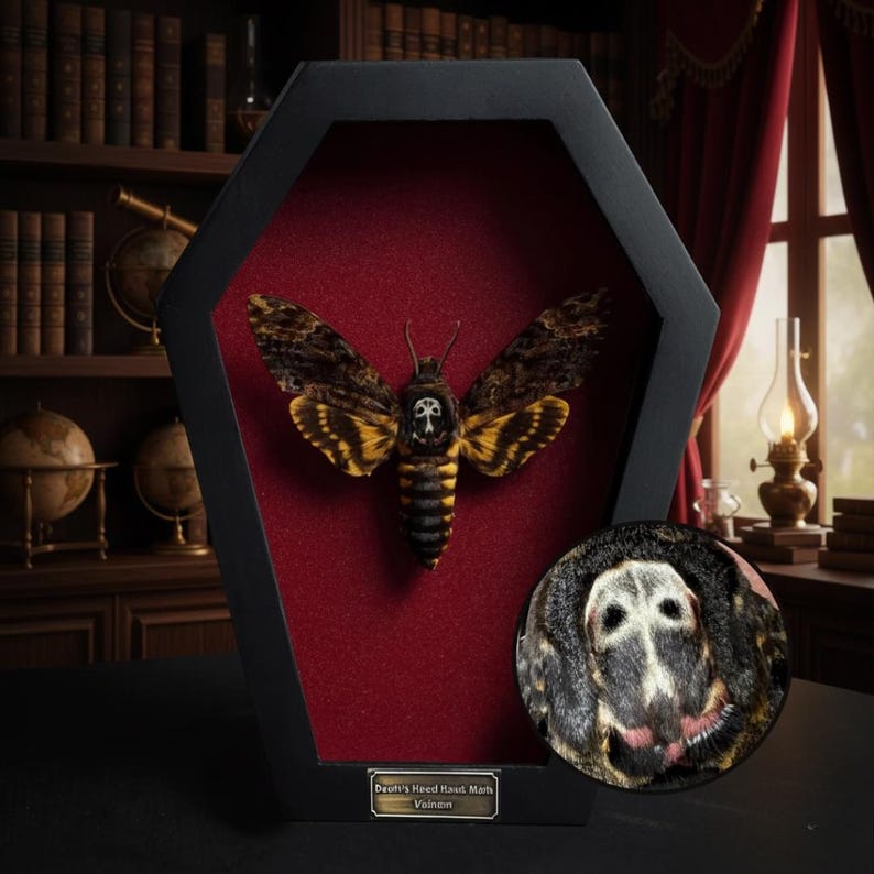 Preserved Death’s Head Moth in Coffin Display Frame – Dark Gothic Wall ...