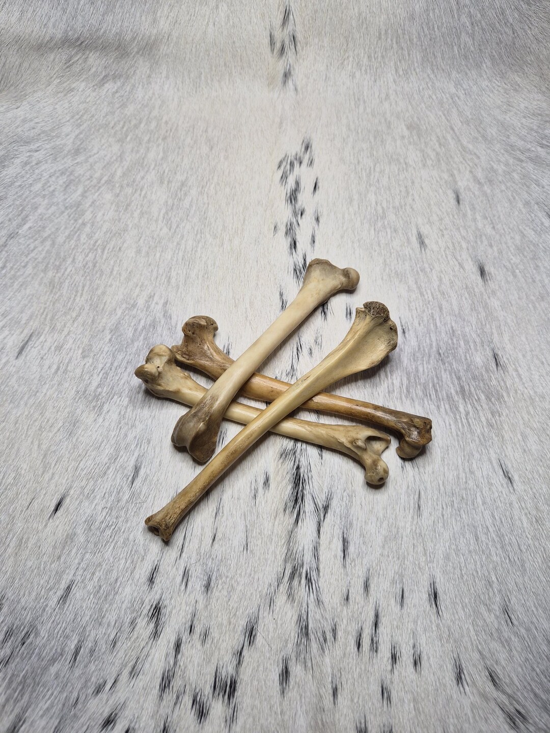 Two Yes or No Bone Throw Questions (tiktok Video) - Etsy