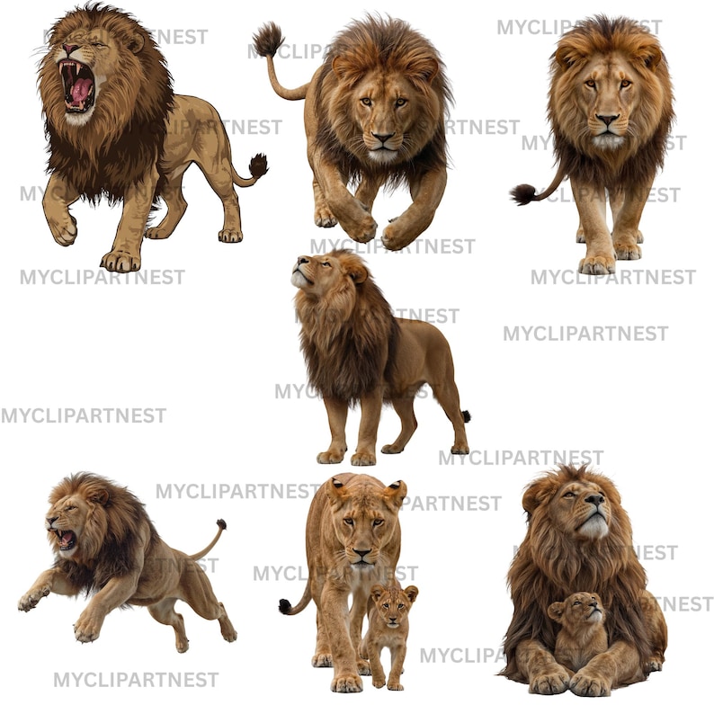 Realistic Lions Png Bundle – Lions PNG, Lion Png, Lions Head Png, Lion ...