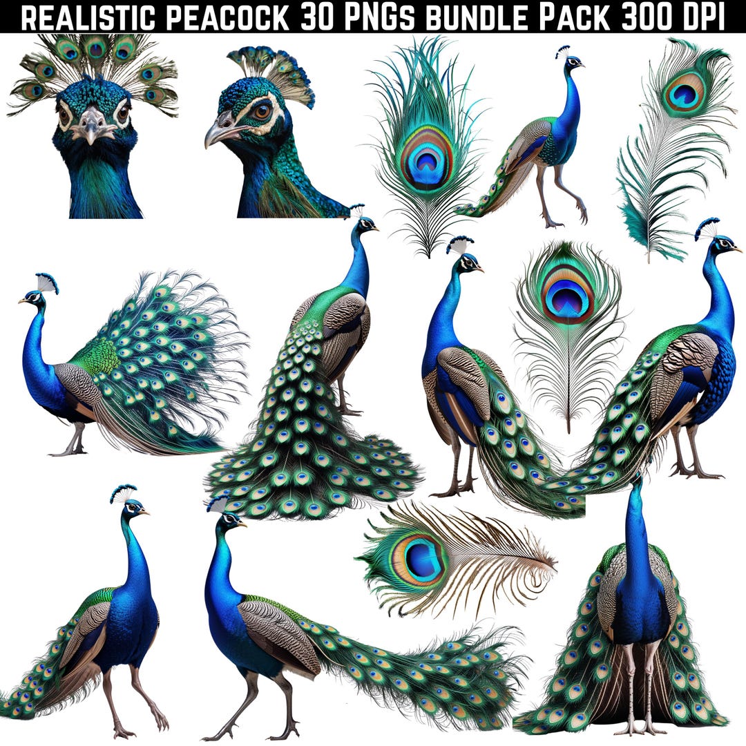 Peacock PNG Bundle: Realistic Animal Clipart. Includes Transparent ...