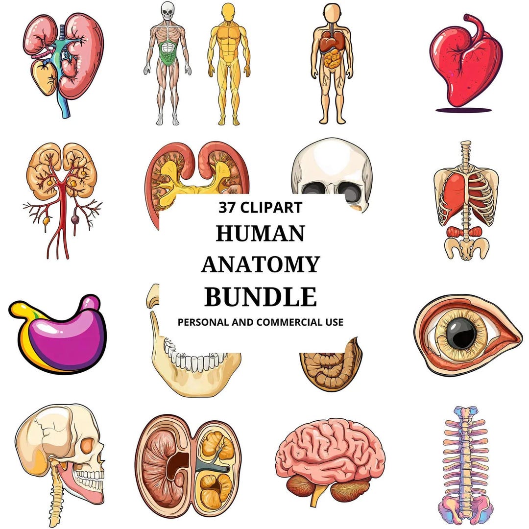 Human Anatomy Png Clipart | Medical Science Designs | Human Organs ...