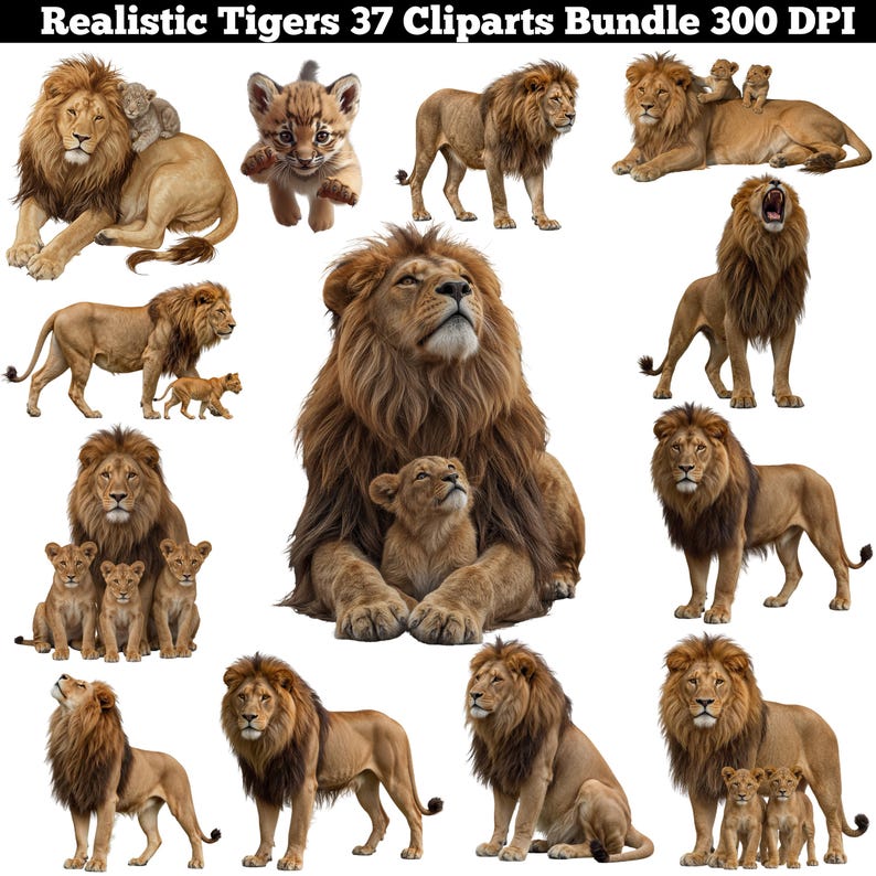 Realistic Lions Png Bundle – Lions PNG, Lion Png, Lions Head Png, Lion ...