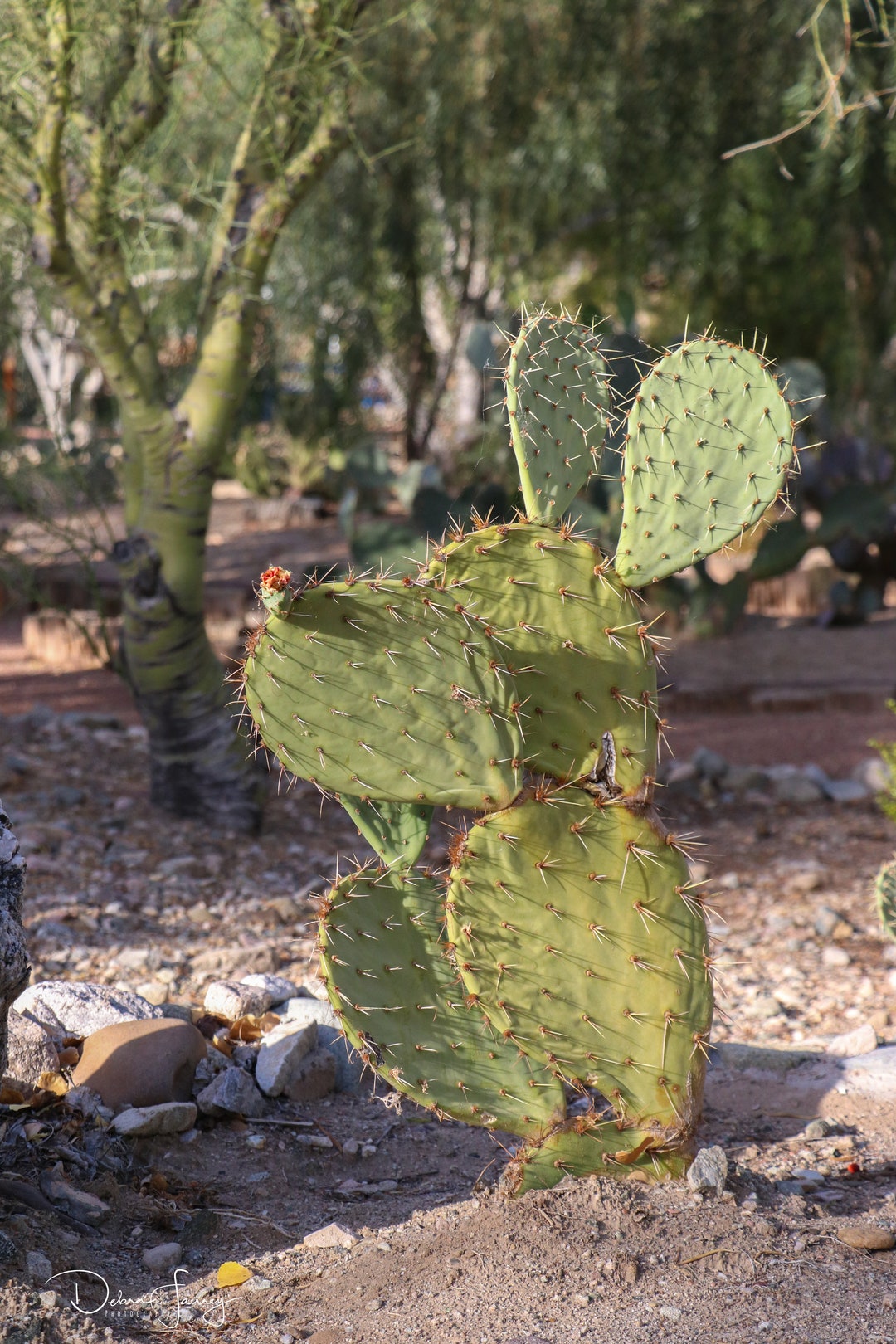 Cactus Mouse 10 X 14 Fine Art Print - Etsy