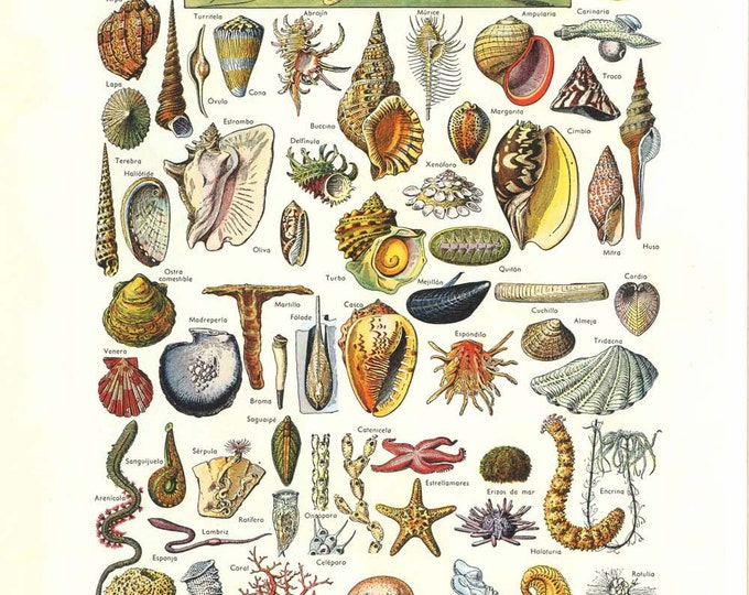 Mollusks Vintage Print Poster 55 Years Old Lithograph Natural - Etsy