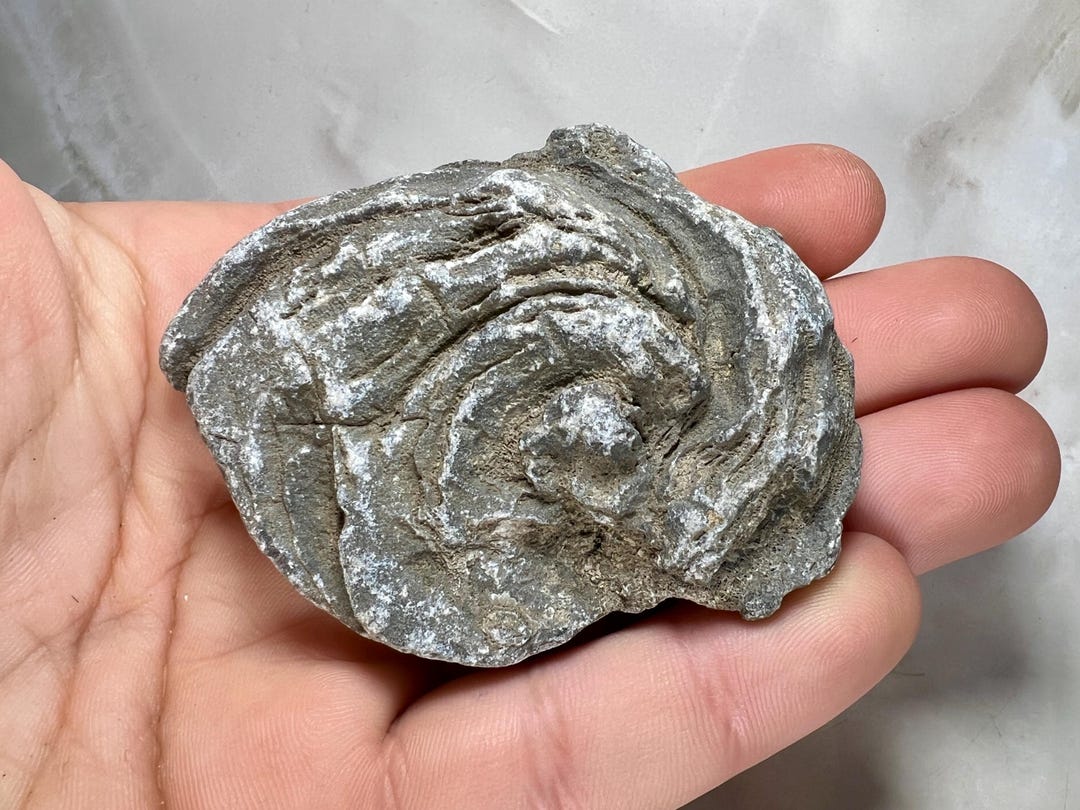 Authentic Fossil of an Exogyra Oyster - Cretaceous Period Specimen ...