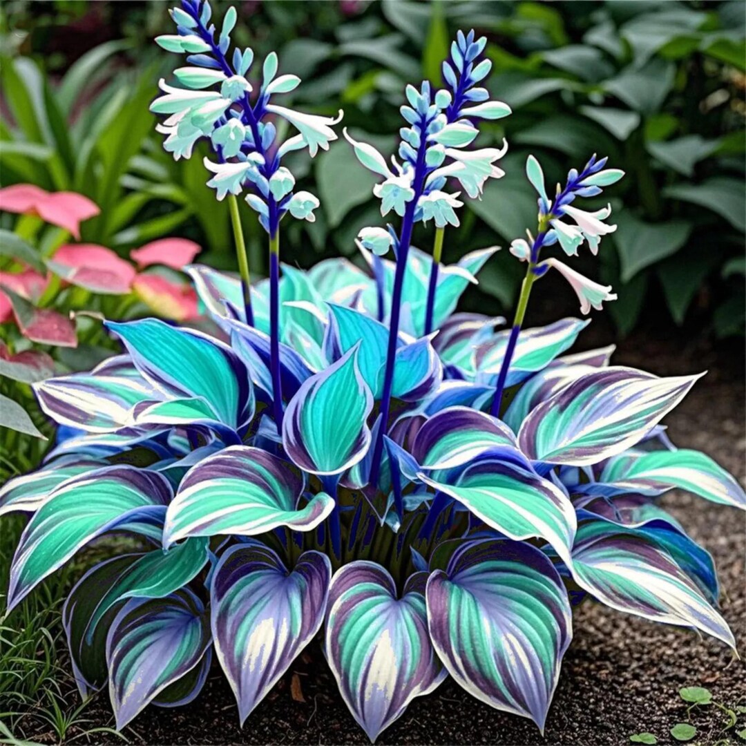 Mixed Color Hosta Seeds Non-gmo Perennial Shade Plants for Bonsai and ...