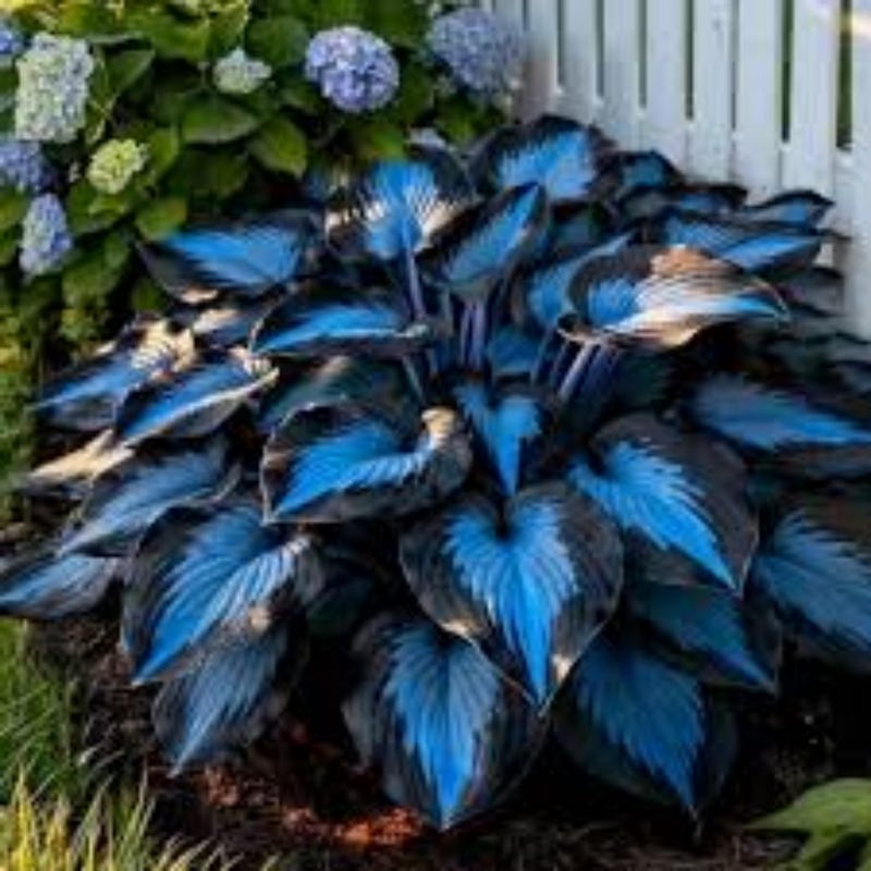 Midnight Blue Hosta Seeds - Etsy