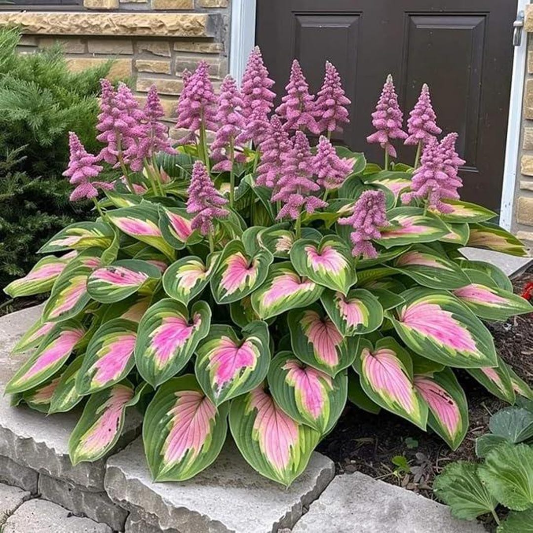 330+ Green and Pink Hosta Seeds Shade Tolerant Perennial Plant - Etsy