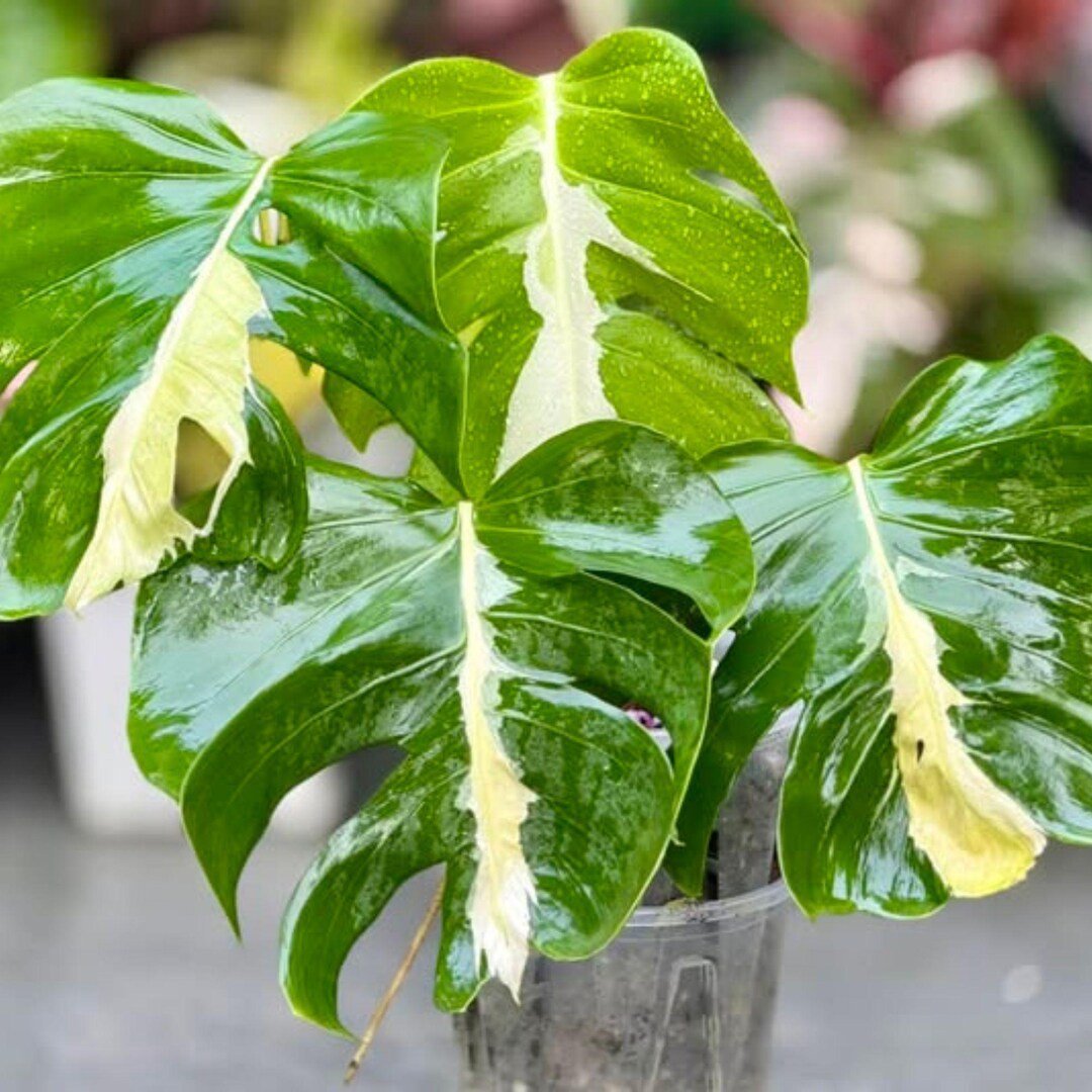Variegated Monstera White Lava | Rare Tropical Aroid Live Plant - Etsy