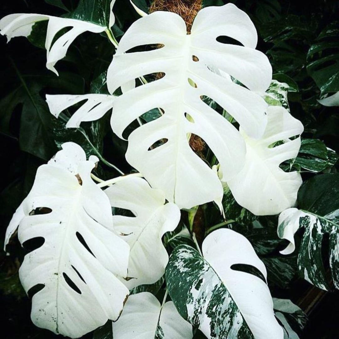 Full Moon ALBO Monstera Deliciosa Rooted Node Cutting | Single Leaf ...
