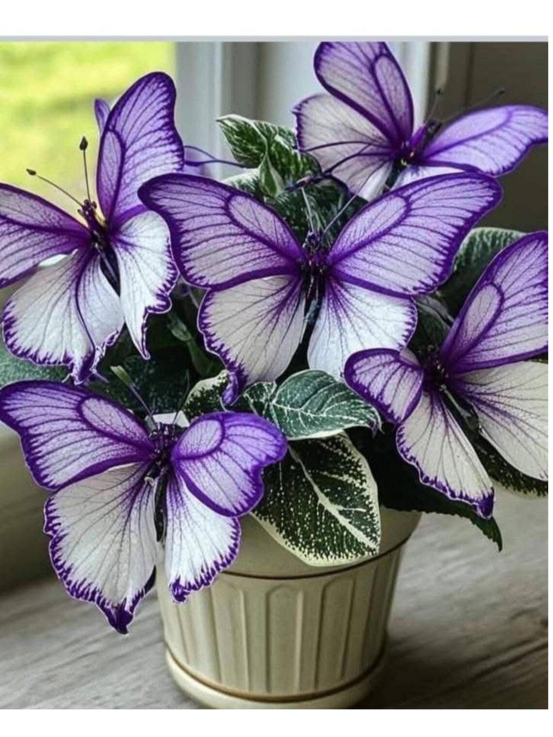 Purple Butterfly Flower Seeds – Rare Fantasy Blooming Plant, Indoor ...
