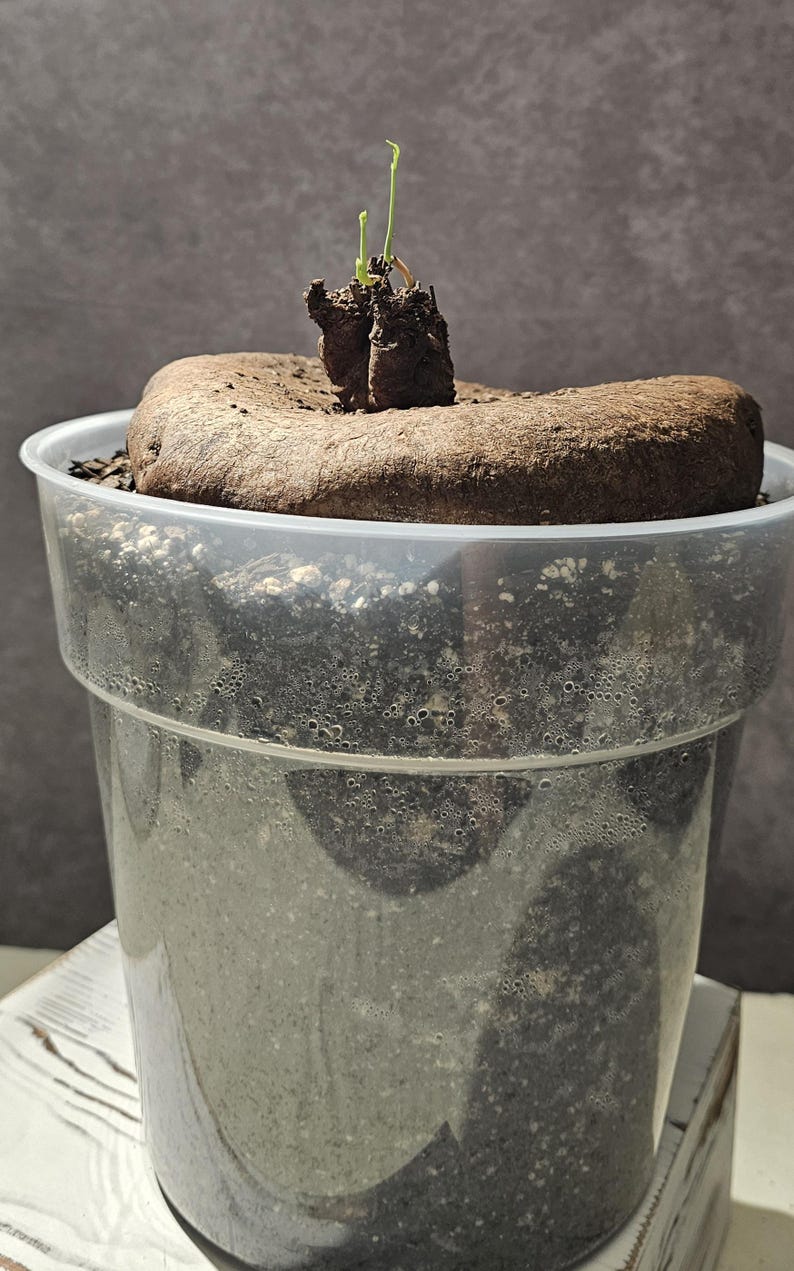 EXTREMELY RARE!!! Stephania Erecta XXL (female) - B - Etsy