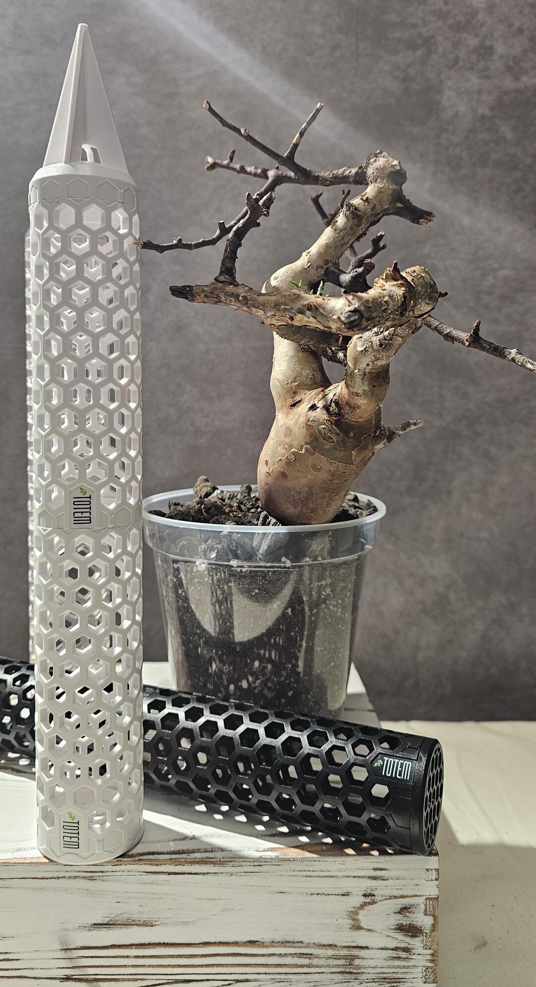 RARE and HEALTHY!!! Commiphora Kataf (somalia) - Plant D - Etsy