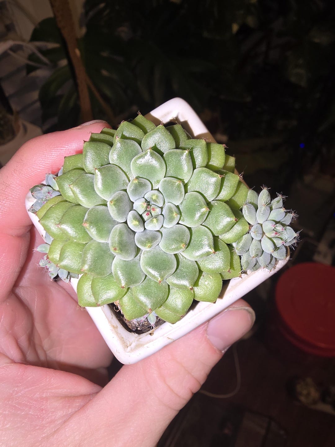 Mexican Firecracker Echeveria Setosa - 2" Potted Succulent - Etsy