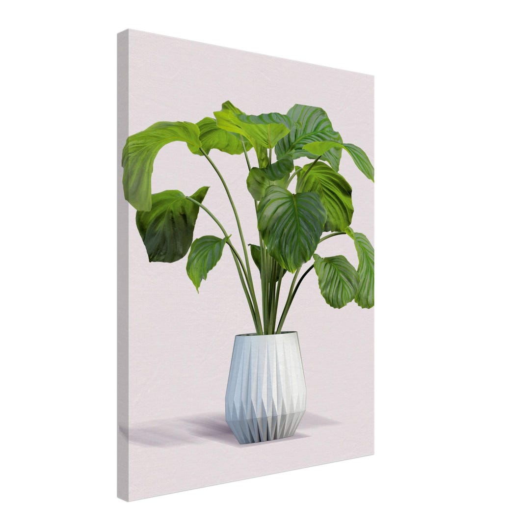 Calathea Orbifolia Canva (round-leaf) - Etsy