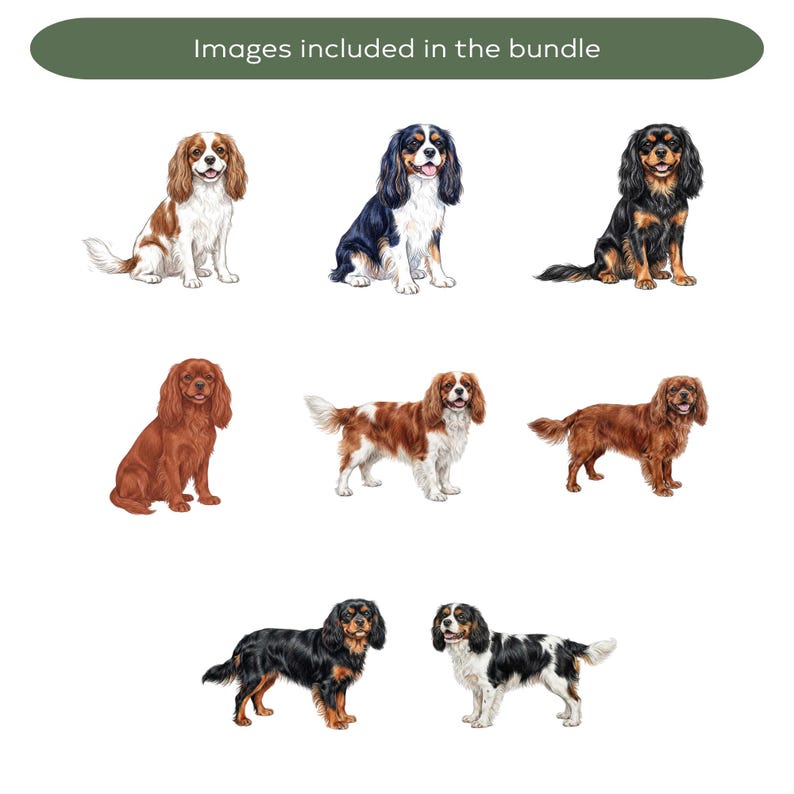 Cavalier King Charles Spaniel Clipart Bundle | Cavalier PNG Set ...