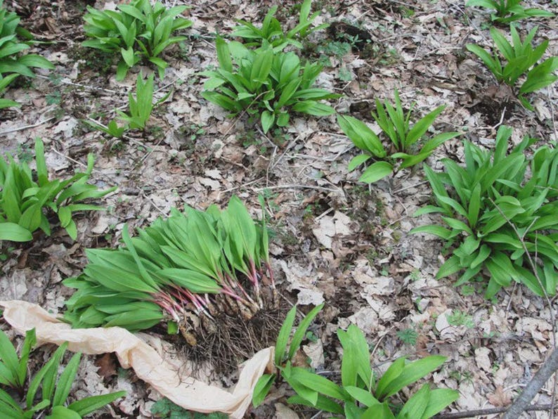 5 Wild Ramps Bulbs Only Bare Roots Wild - Etsy