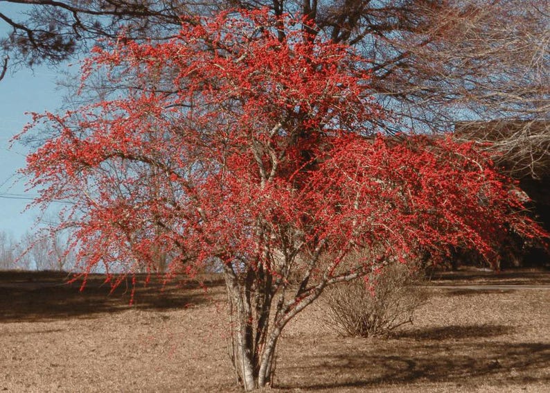 Deciduous Holly Ilex Decidua Live Plant 16+ Inches Set of 2 - Etsy