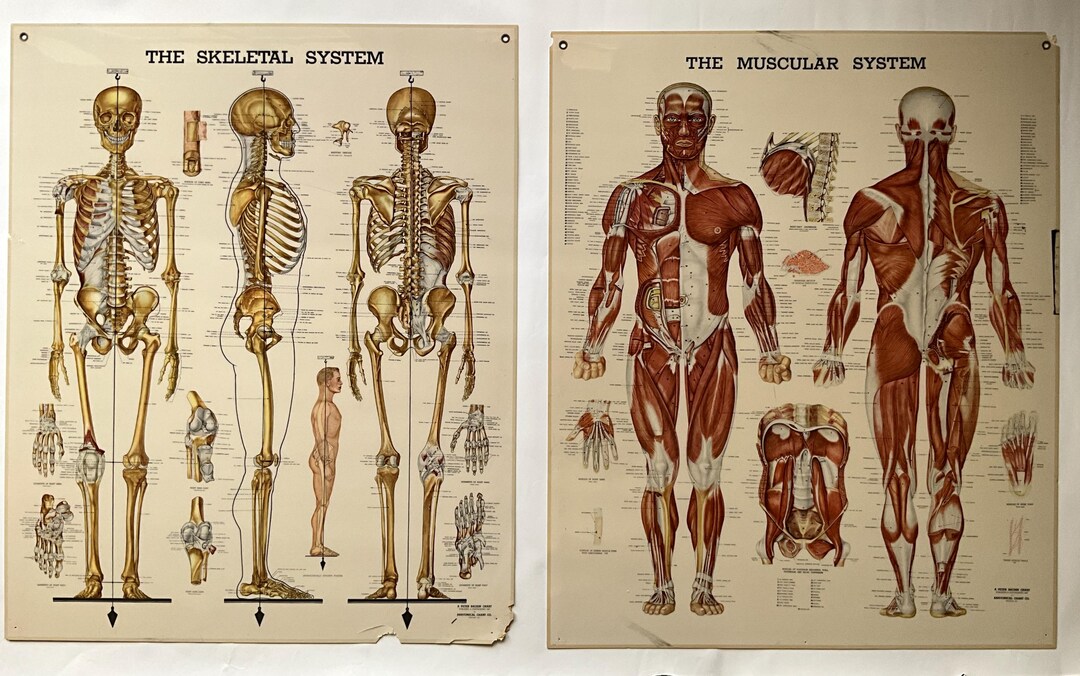 1947 Vintage Peter Bachin Muscular & Skeletal System Anatomical Chart ...