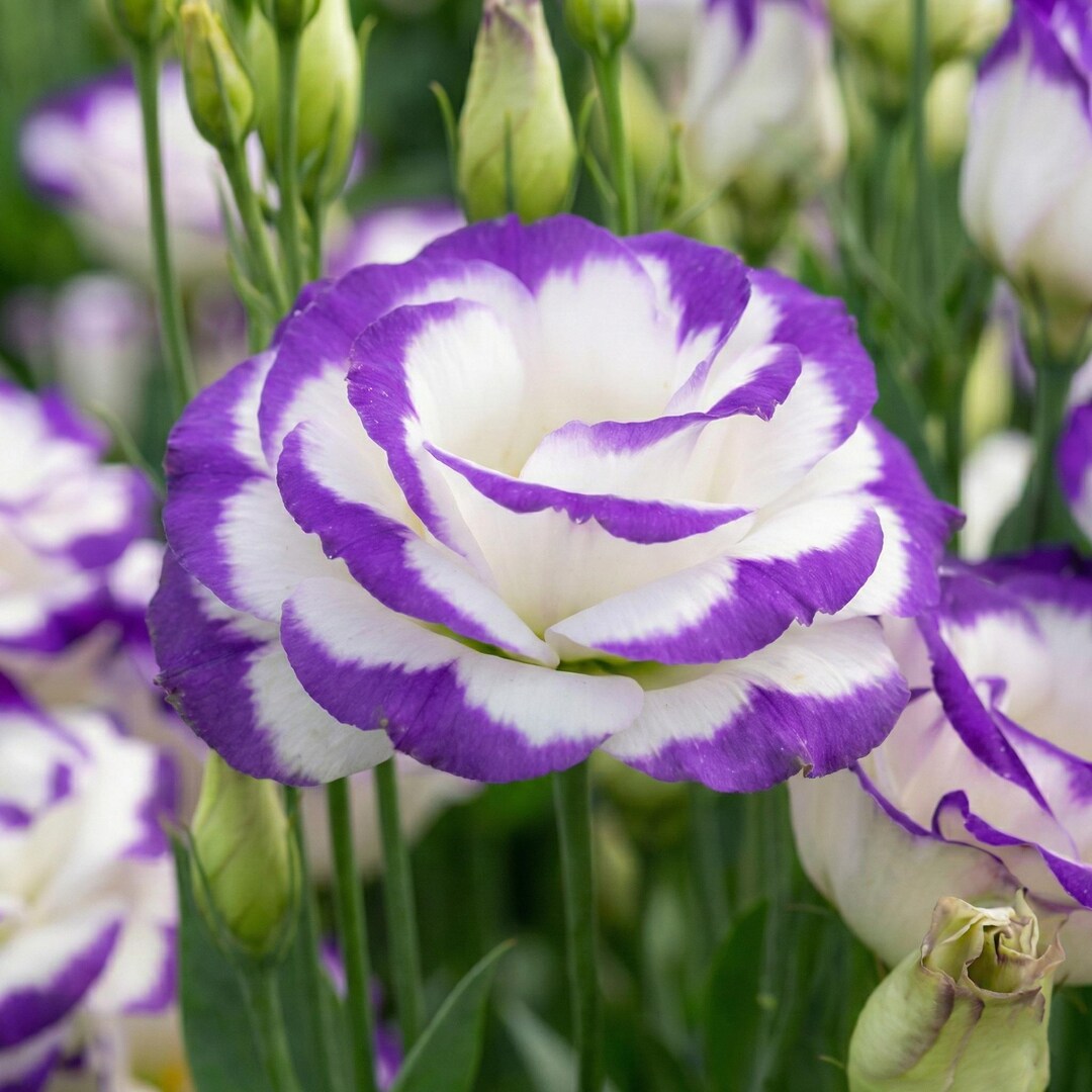 25 Seeds Lisianthus Arena 3 Blue Picotee Stunning Double Bloom - Etsy