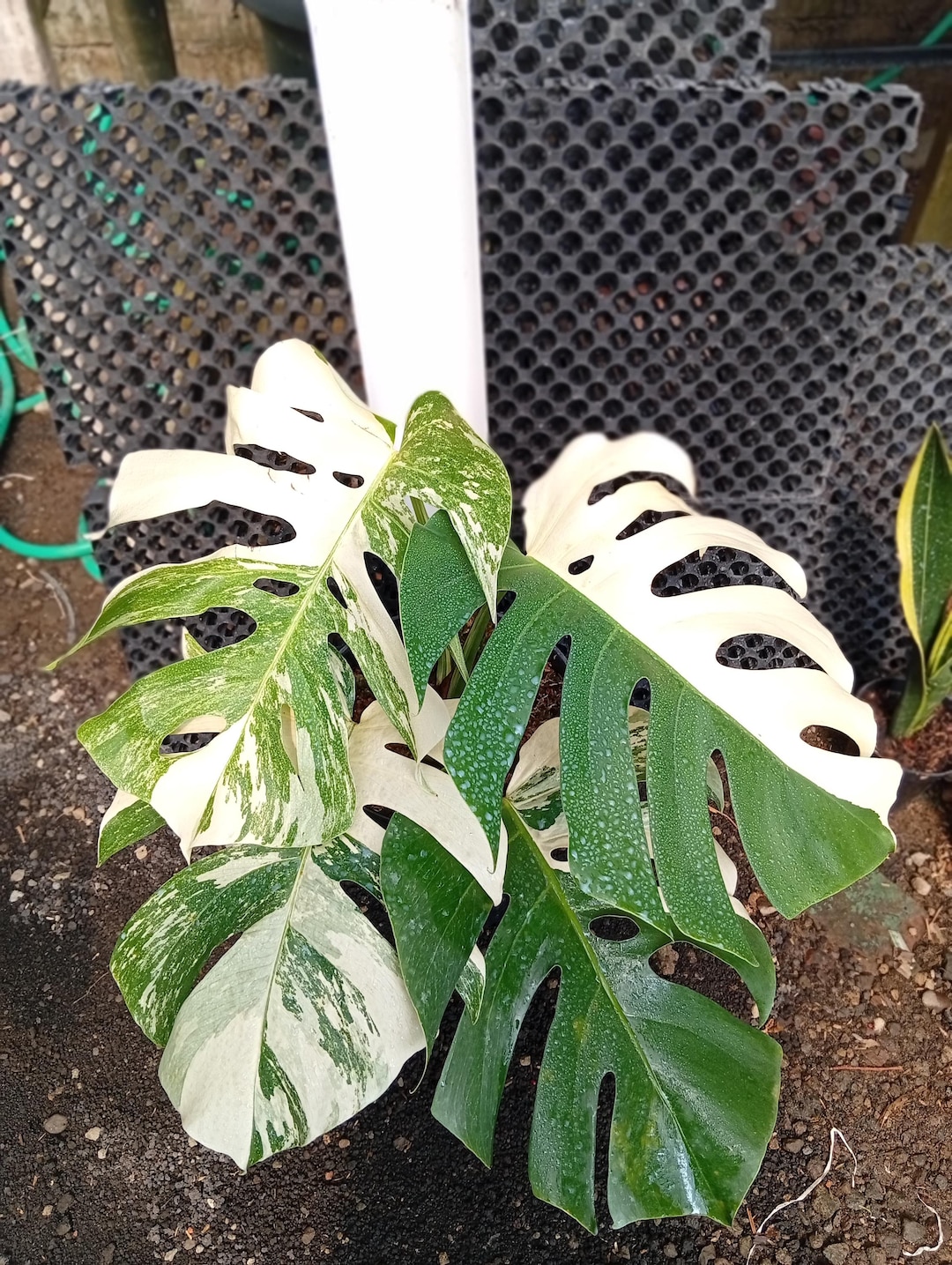 Real Picture Monstera White Tiger Variegated 4 Leaves Big Size - Etsy