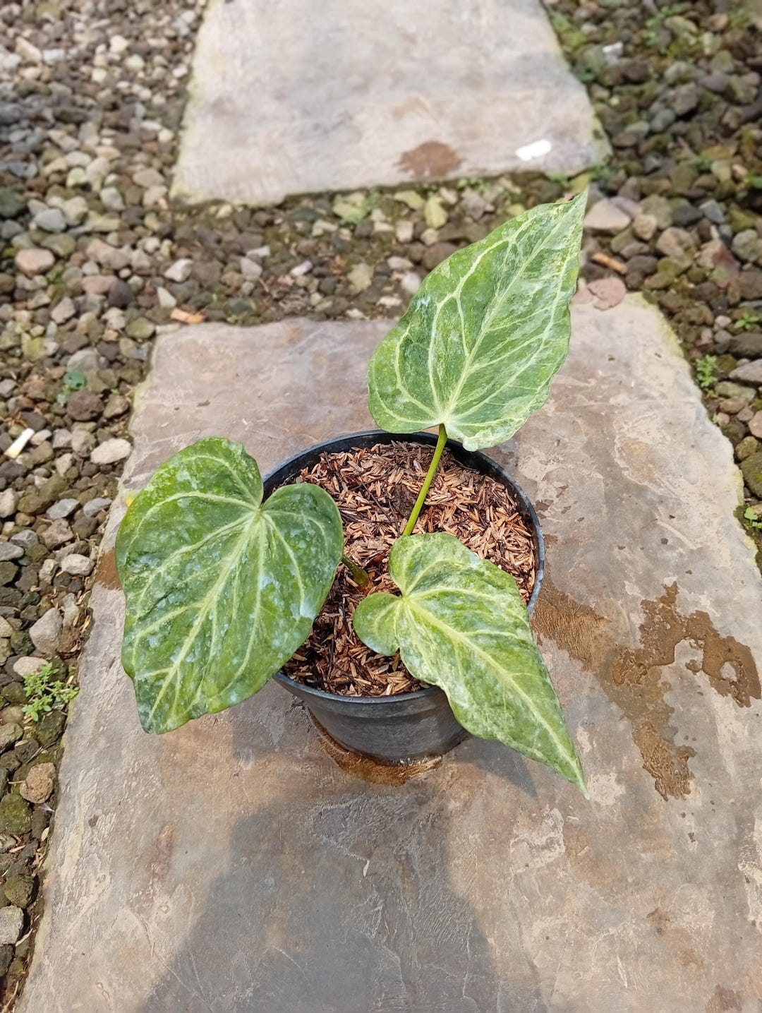 Real Picture Anthurium Crystallinum X Magnificum Variegated Mutasion ...