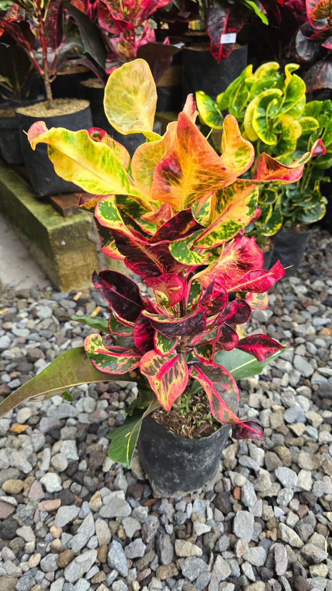 Real Picture Codiaeum Variegatum Croton BR10 Red Yellow Mutation - Etsy