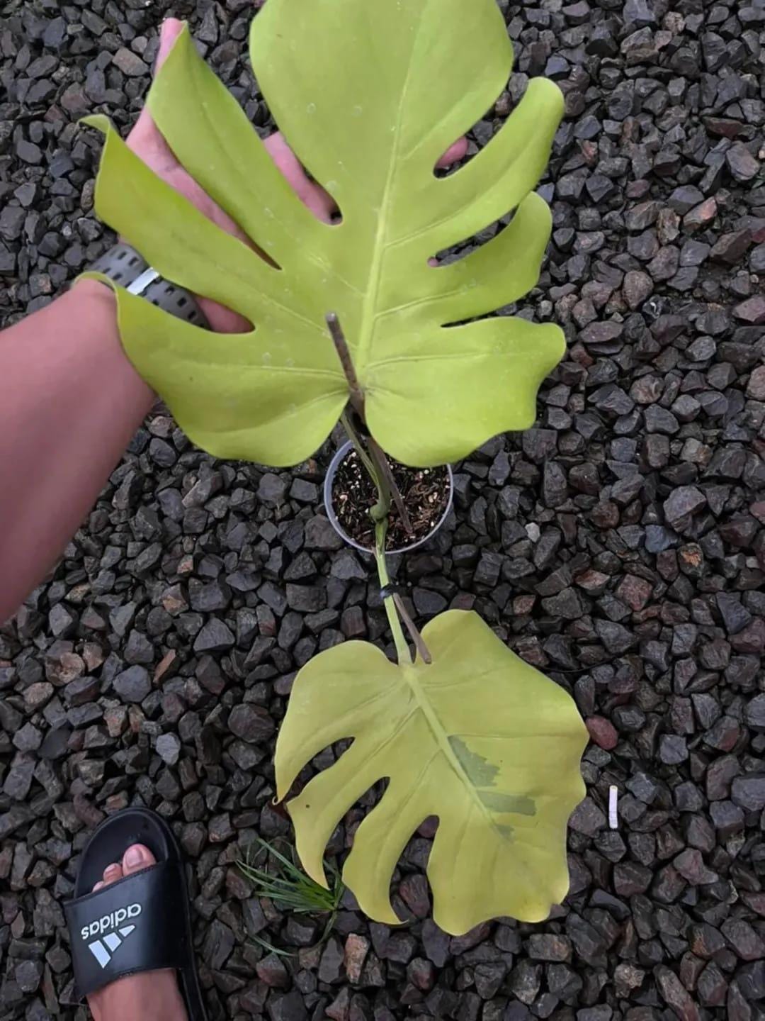 Monstera Yellow Lava 2 Leaves Rare Plant - Etsy