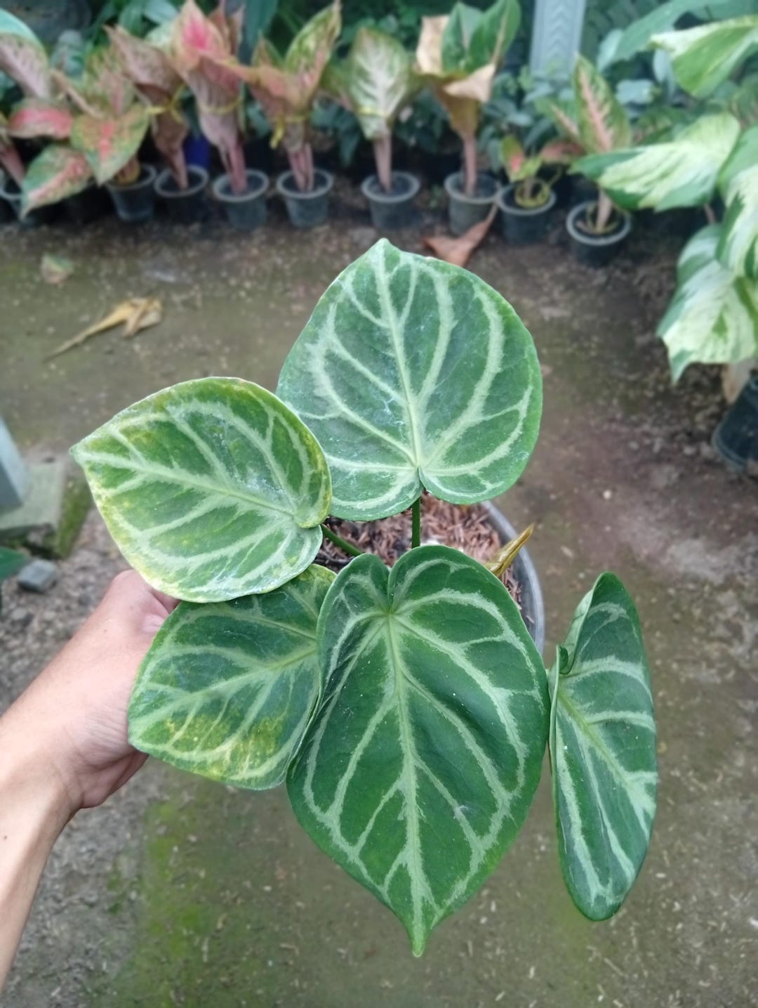 Real Picture Anthurium Dorayaki 5 Leaves - Etsy