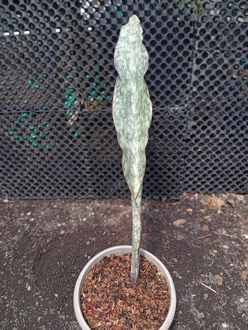 Real Picture Sansevieria Pemba Mozambique Rare Uniqe Plant - Etsy