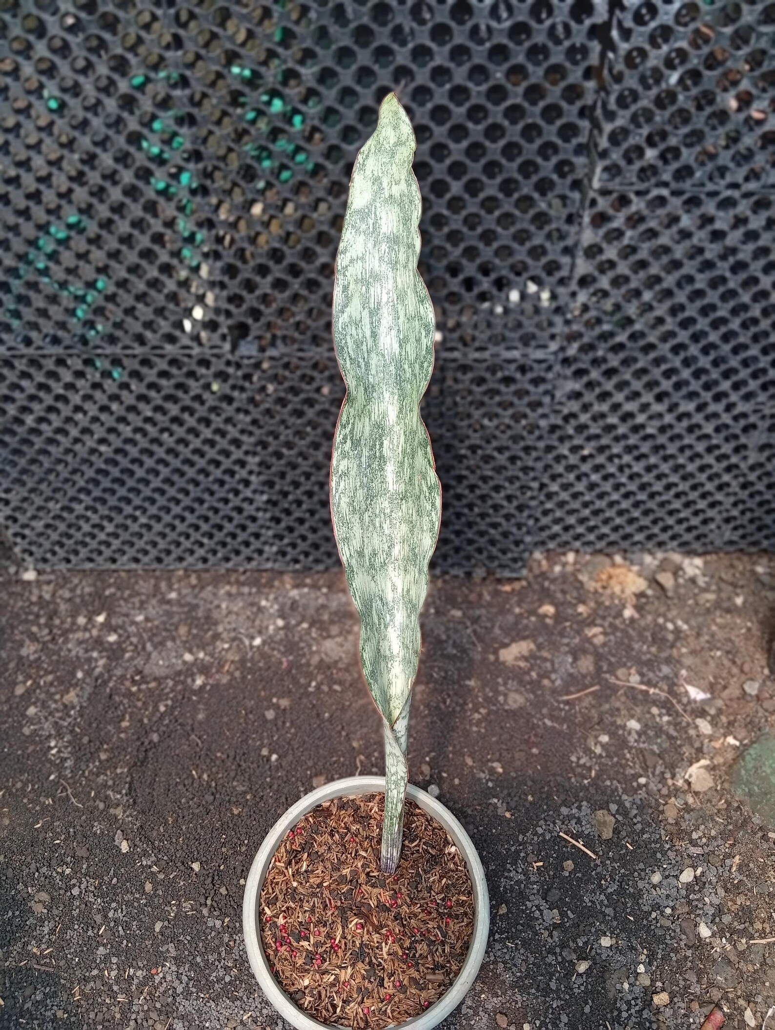 Real Picture Sansevieria Pemba Mozambique Rare Uniqe Plant - Etsy