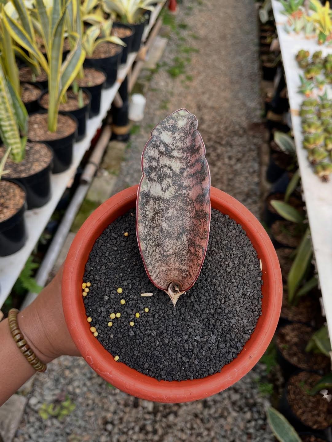 Sansevieria Sp Mecufi Rare Uniqe Plant - Etsy
