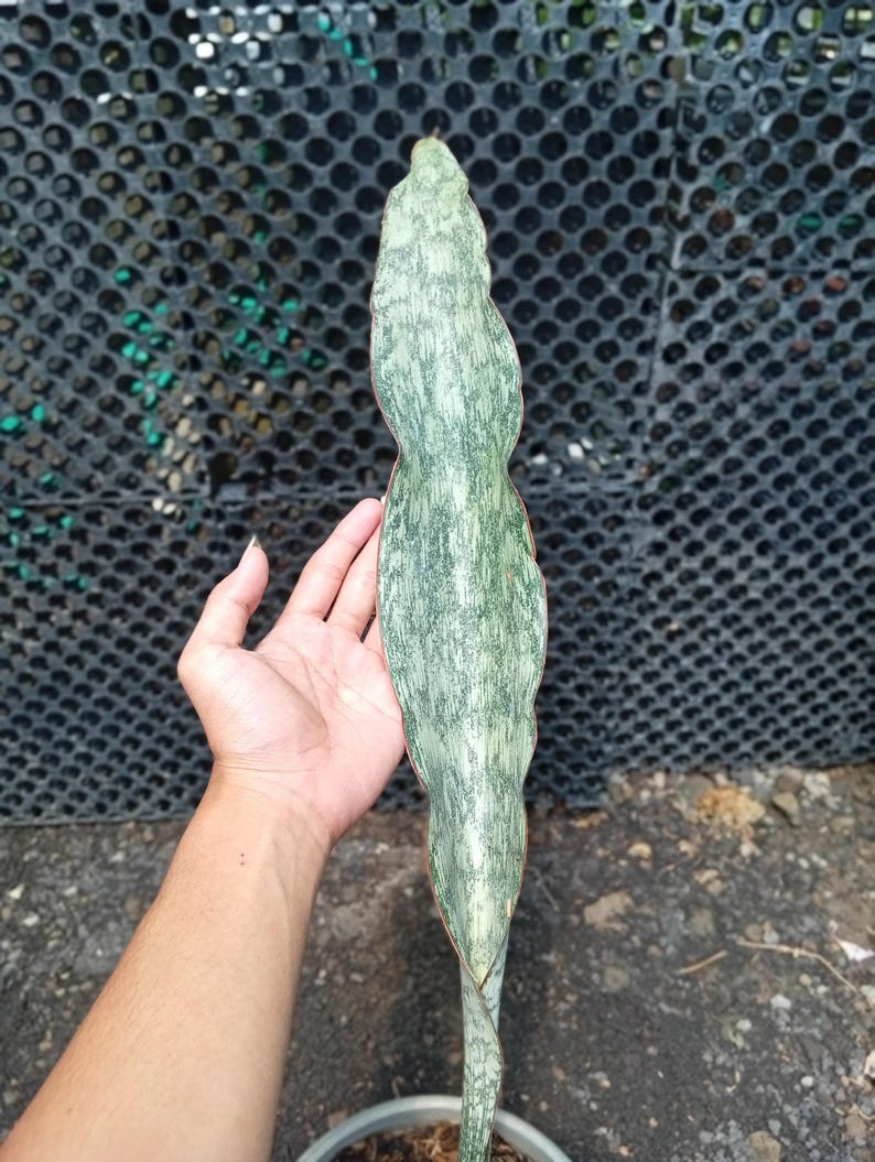 Real Picture Sansevieria Pemba Mozambique Rare Uniqe Plant - Etsy