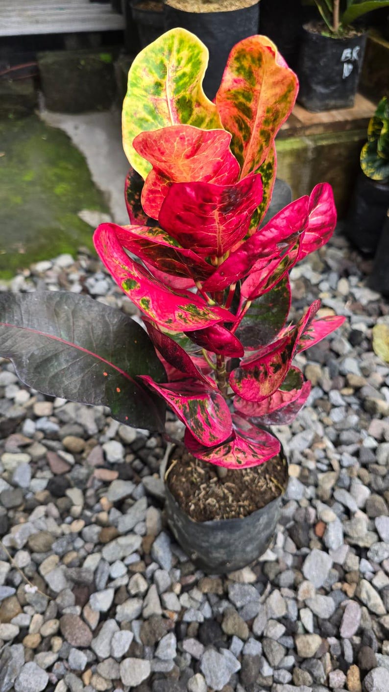 Real Picture Codiaeum Variegatum Croton BR4 Red Mutation - Etsy