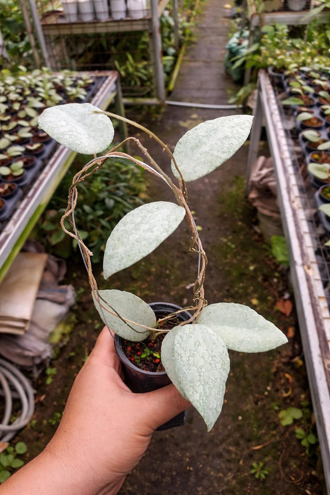Hoya Caudata Argene Rare Plant - Etsy