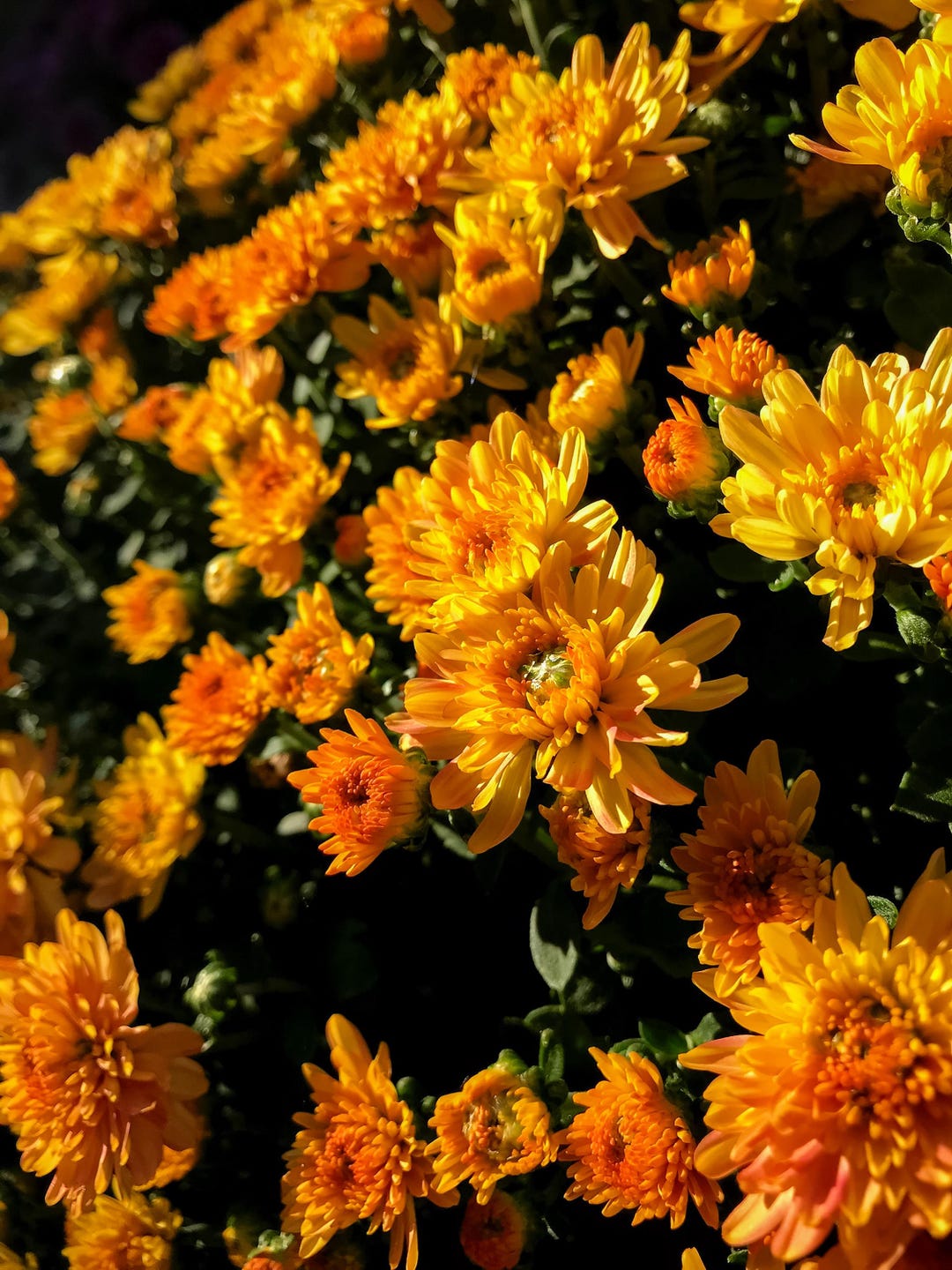 Fall Mums Orange Flowers Poster Print Wall Art - Etsy