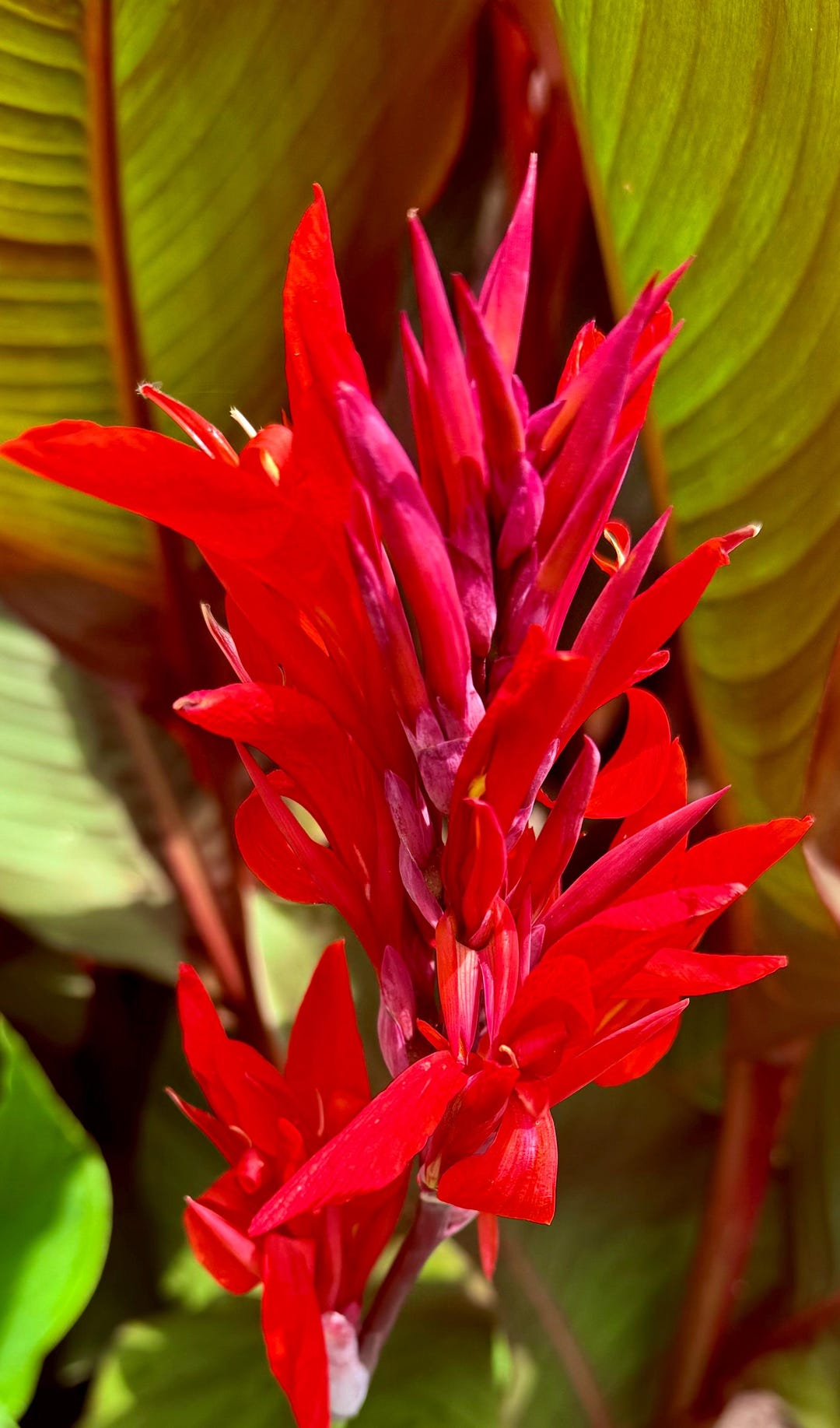 Giant Red Canna Lily Bulbs, Musifolia, Tropical Flowers (5pk) + BONUS!!! - Etsy