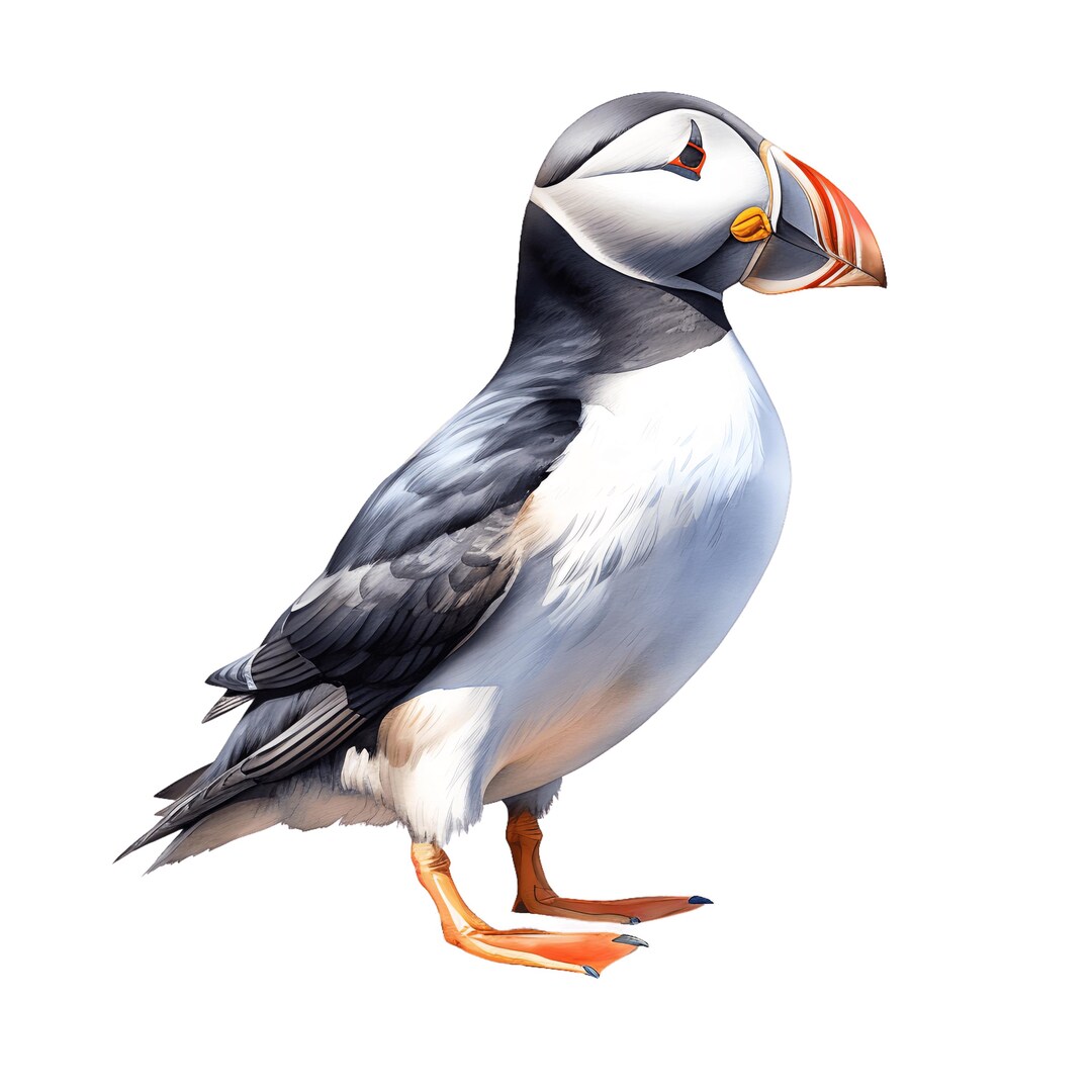 6x Puffin Stickers Watercolor Car Stickers Puffin Bird Island ...