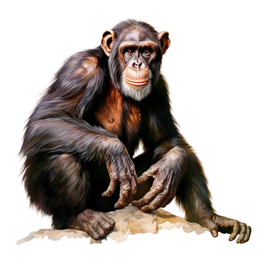 8x Chimpanzee Stickers Monkey Car Stickers Funny Vinyl Waterproof ...