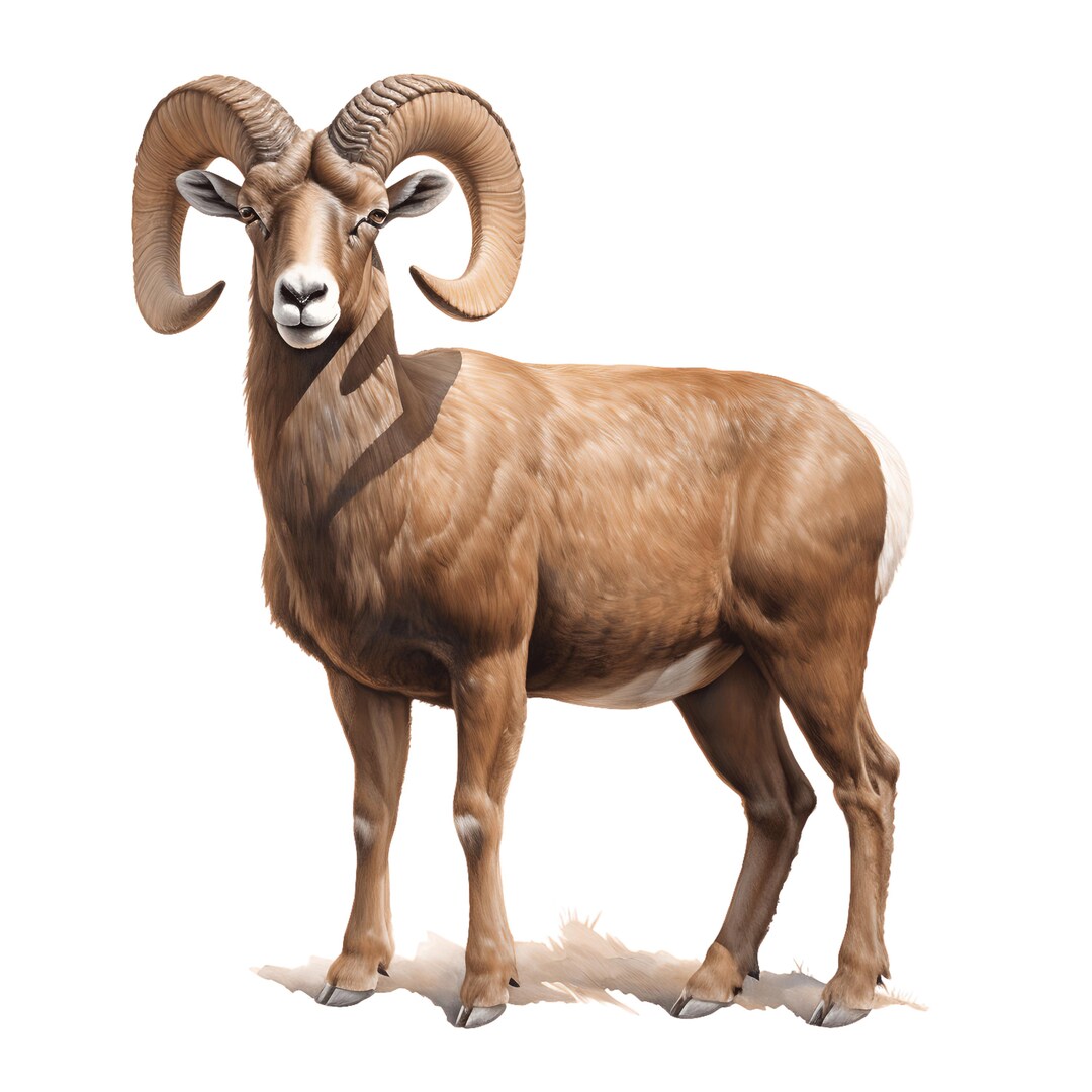 2x Mouflon Stickers Realistic Ram Car Stickers Hunting Gift Wildlife ...