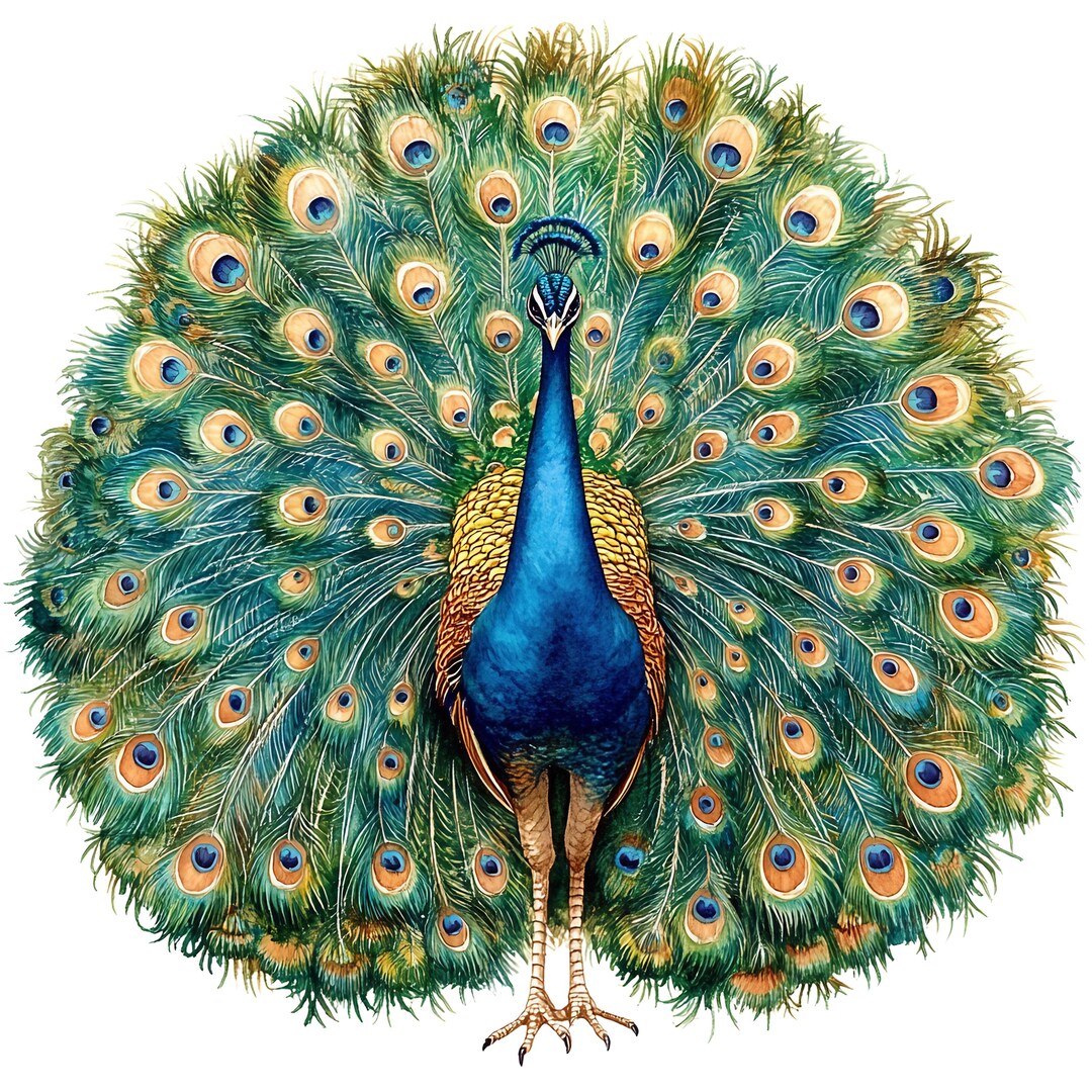 3x Peacock Stickers Stunning Bird Car Stickers Peacock Feather Blue ...